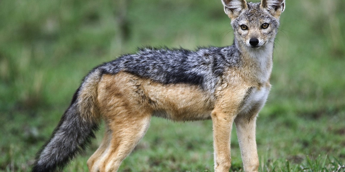 Profetas que agem como raposas ou chacais - Guiame
