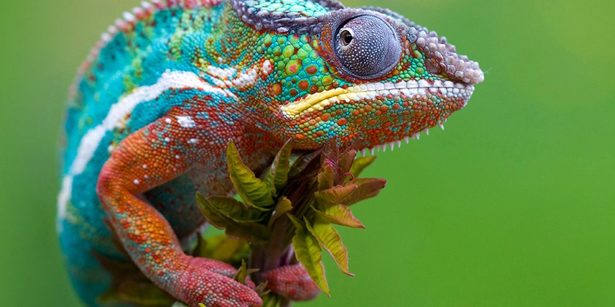 O camaleão e a segunda visão - Guiame