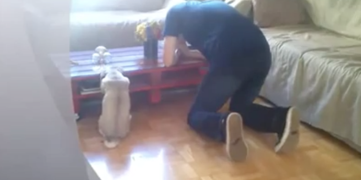 Vídeo mostra cachorro se ajoelhando para orar com o dono - Guiame