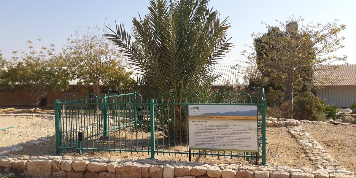 Semente dos tempos de Jesus dá origem a árvore em Israel, que é ...