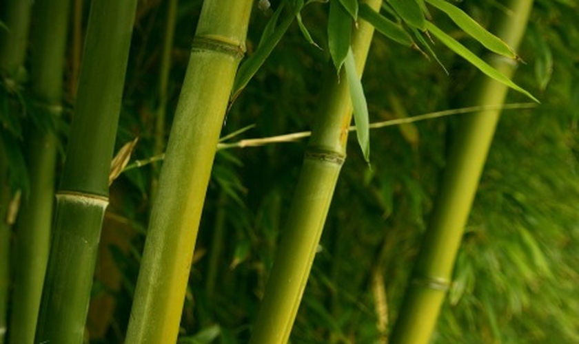 Bambu é o novo aliado para o crescimento do cabelo - Guiame