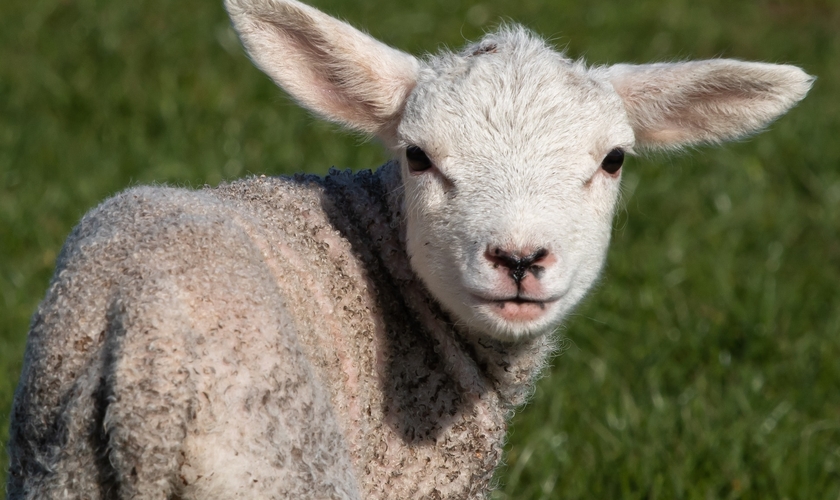 O Cordeiro – a figura central da Páscoa - Guiame